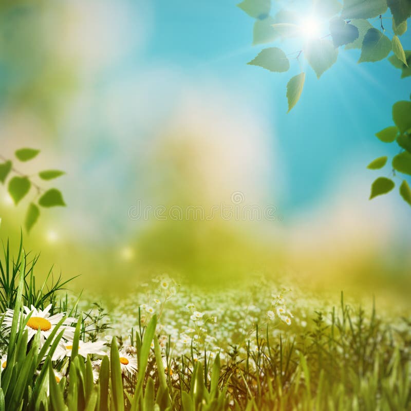 Bright Summer Day in the Forest Stock Photo - Image of lawn, background ...