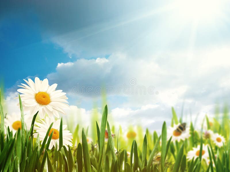 Bright Summer Day in the Forest Stock Photo - Image of lawn, background ...