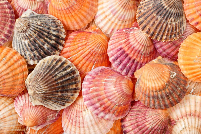 Bright Summer Background Texture of Scallop Seashells Stock Photo ...