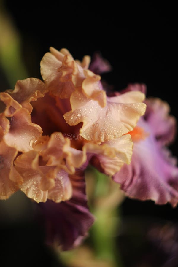 Iris nature stock photo. Image of blossom, petal, leaf - 248972764