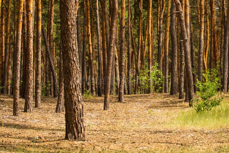 Bright Summer Day in a Green Pine Forest Stock Photo - Image of fluffy ...