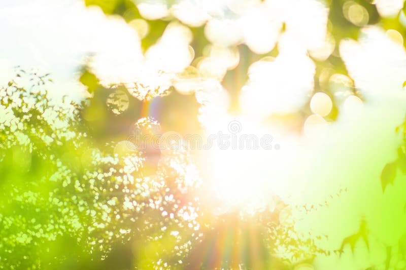 Bright Summer Defocused Bokeh Effect Garden with Sunlight Stock Image ...