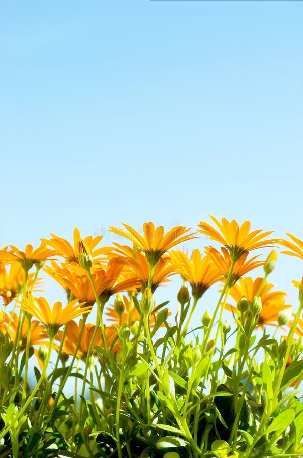 Bright summer flowers stock image. Image of summer, copy - 1851637