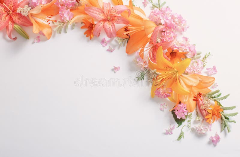 Summer Flowers on White Background Stock Photo - Image of flora ...