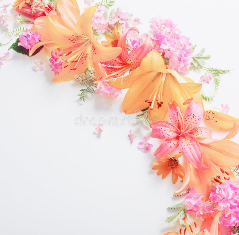 Summer Flowers on White Background Stock Image - Image of blossom ...