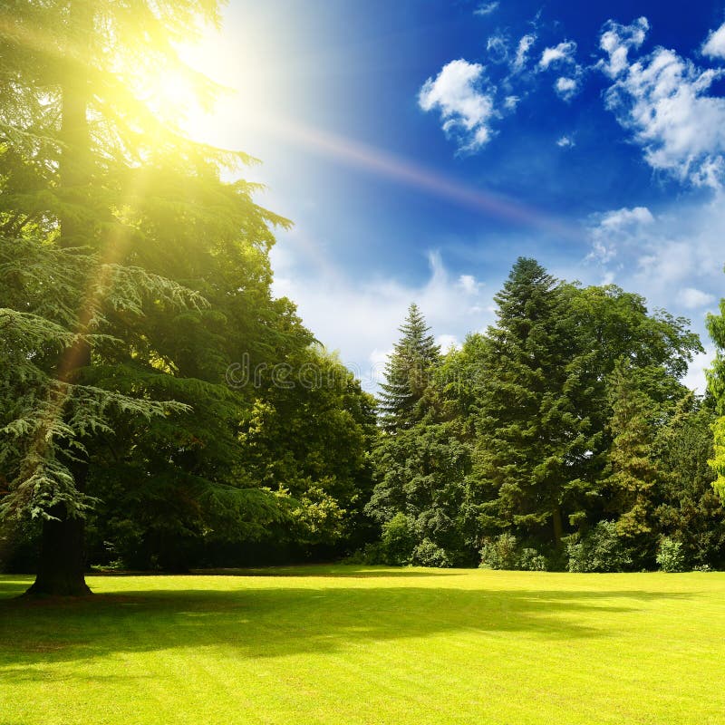 Bright Summer Sunny Day in Park with Green Grass and Trees. Stock Photo ...