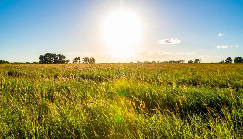Bright Summer Sunset Over a Lush Green Field Stock Illustration ...