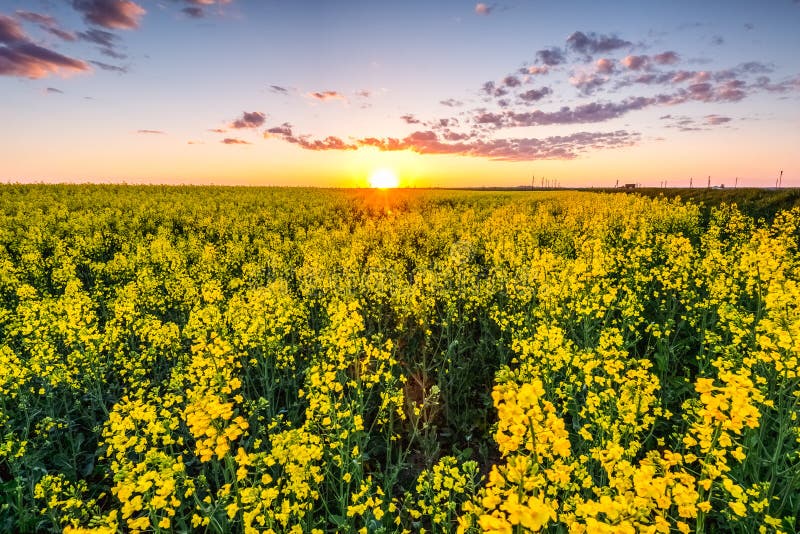 Summer Sunset in the Field with Stock Image - Image of colza, bloom ...