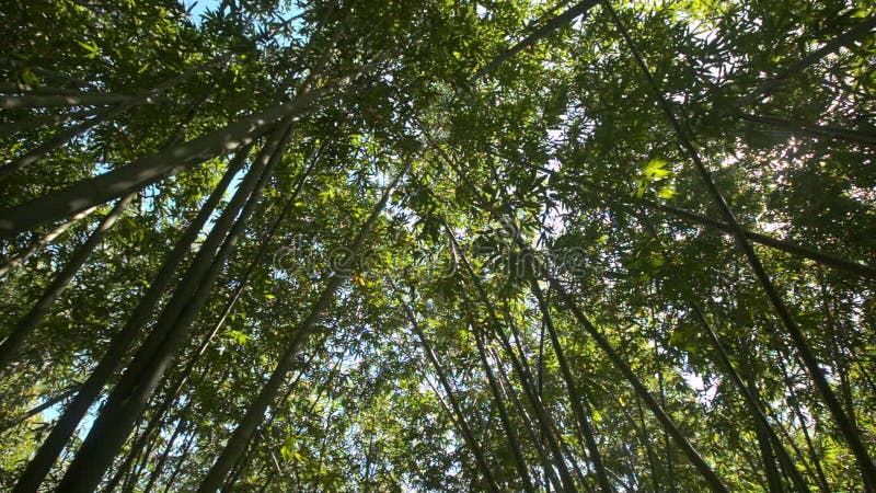 Bright Sun through Bamboo Tree Crowns Stock Video - Video of angle ...