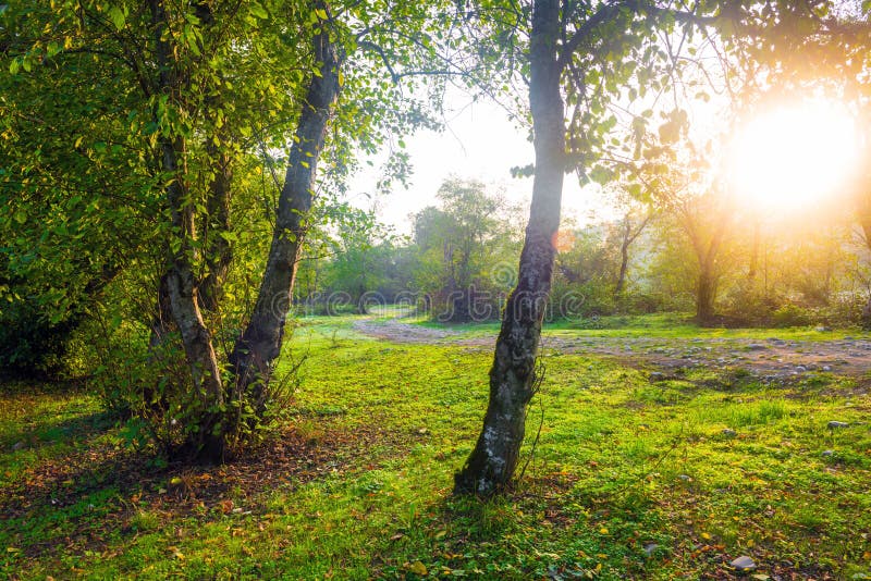 Bright sun beams in forest stock image. Image of botanical - 60419465