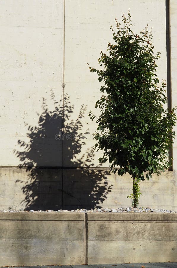 A Bright Sun is Casting a Shadow on the Green Shrub. Stock Photo ...