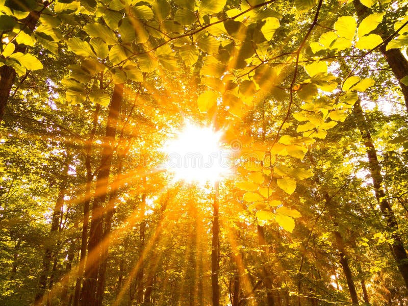 Sun in autumn forest stock photo. Image of idyllic, harmony - 45254670