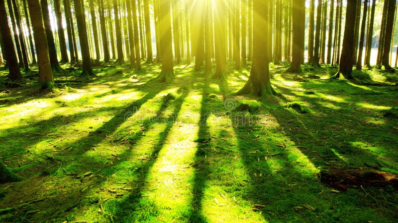 Bright sun in the forest . stock photo. Image of plant - 60602854