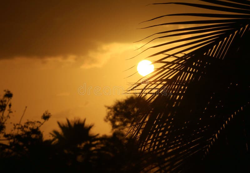 Bright Sun on Golden Sky Setting Over the Silhouette of Tropical Trees ...