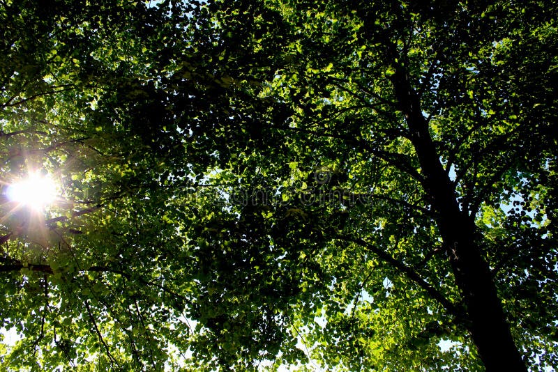 Bright Sun among Green Tree Branches, Blue Sky Stock Image - Image of ...