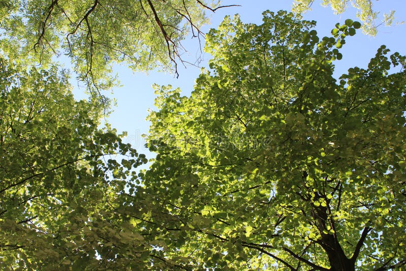 Green Branches of Trees Against a Blue Sky, Bright Sunlight Stock Image ...