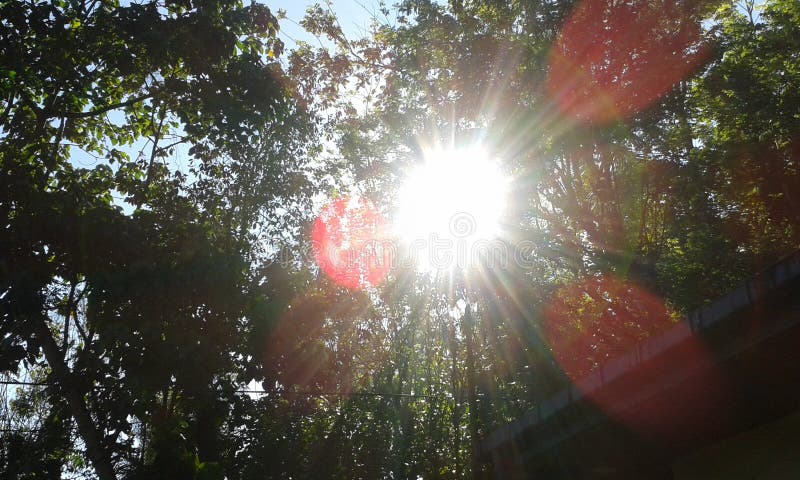 Bright Sun in the Morning through the Trees Top Stock Photo - Image of ...