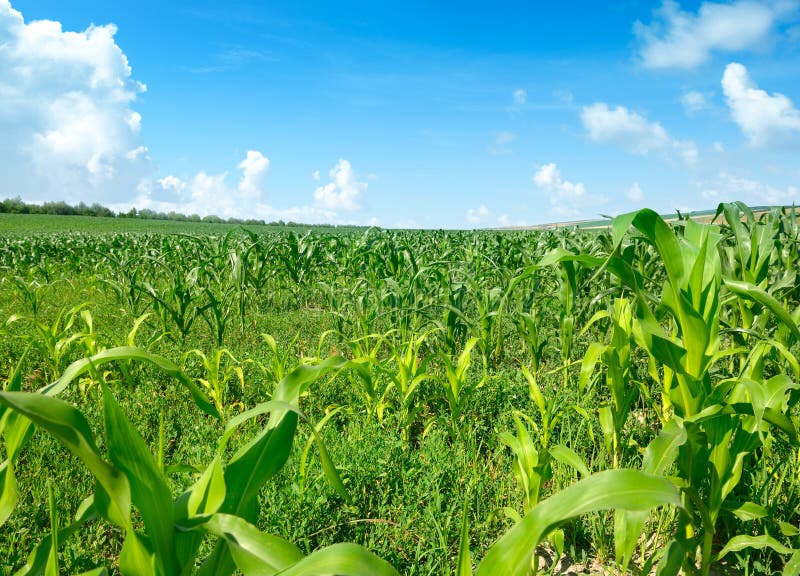 Bright Sun Over Green Corn Field Stock Image - Image of light, bright ...