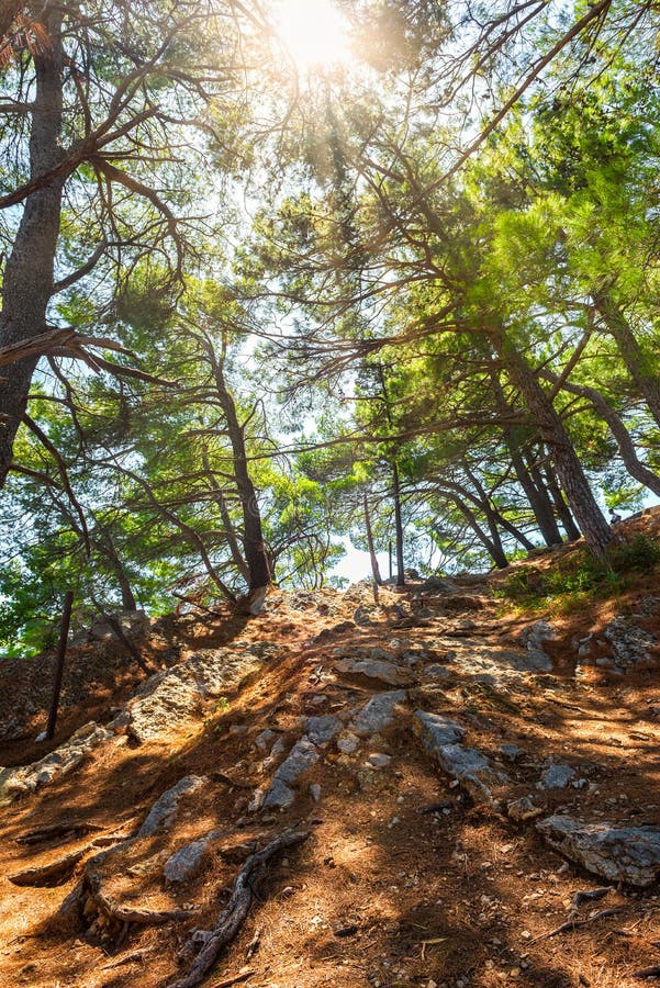 Sun in pines stock photo. Image of natural, green, summer - 202850132