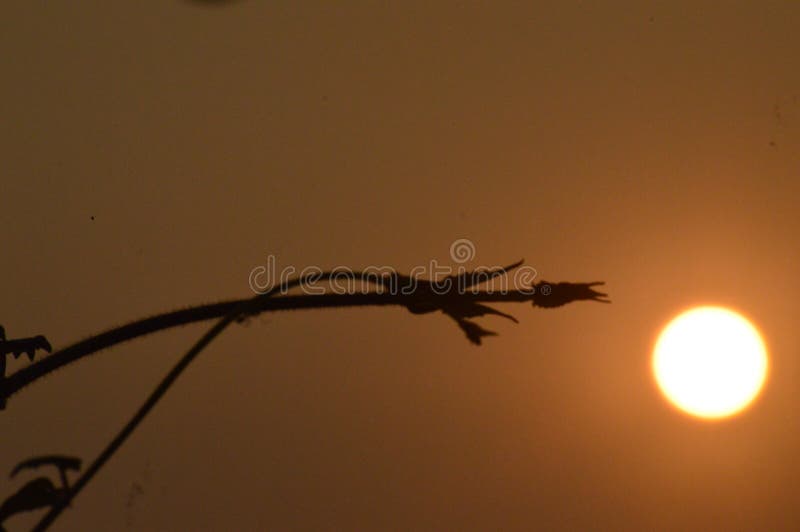 Bright Sun and the Plant Focused Stock Photo - Image of wood ...