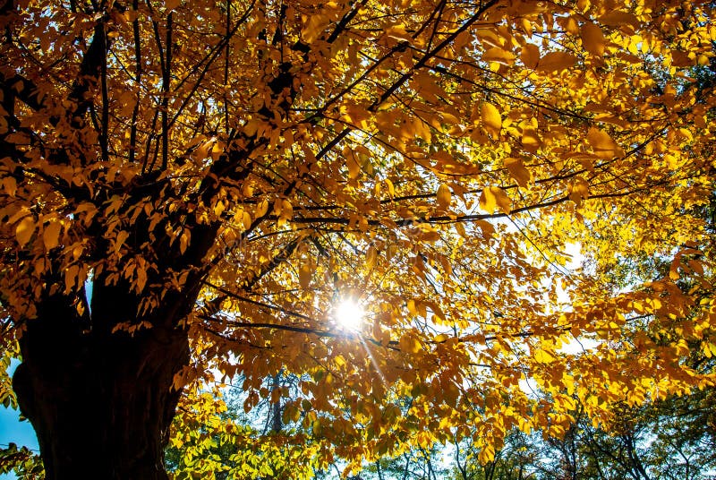 Bright Sun Rays Make Their Way through the Tree with Yellow Leaves ...