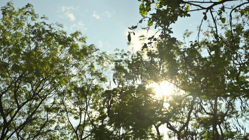Bright Sun Rays Shine through the Canopy of Fresh Green Leaves Against ...