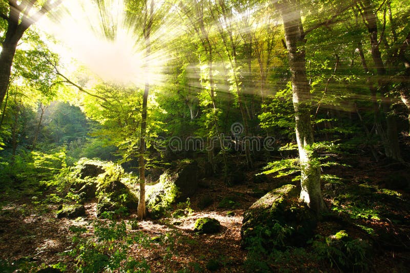 Bright Sun Rays Shining through Branches of Green Forest Stock Image ...