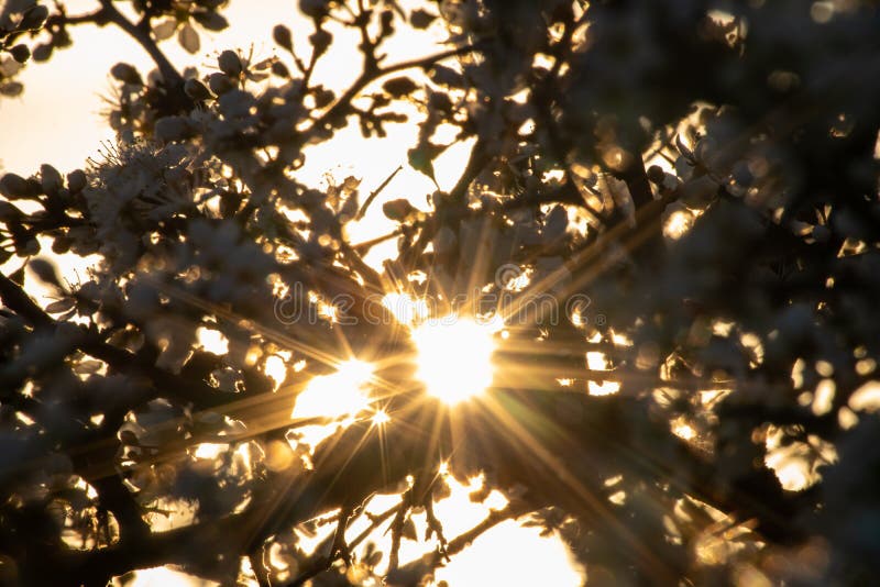 Bright Sun Rays Shining through Wild Flowers Stock Image - Image of ...