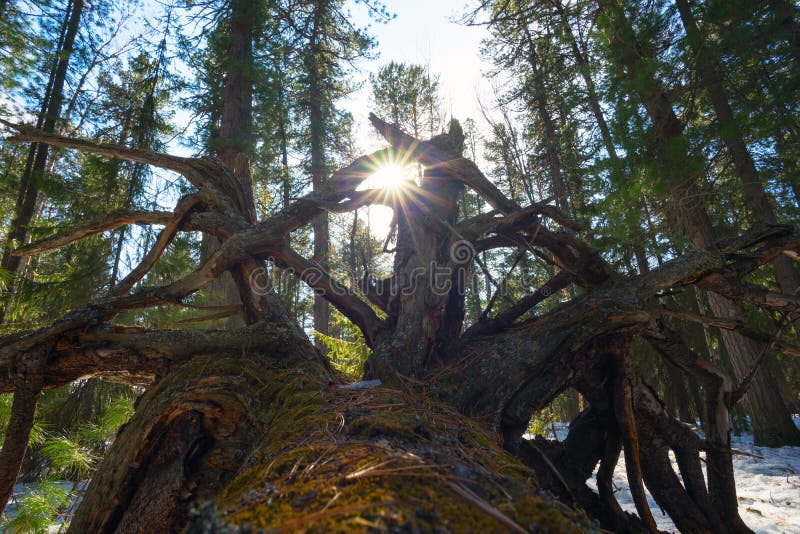Fallen cedar trees stock image. Image of texas, bark - 78590771