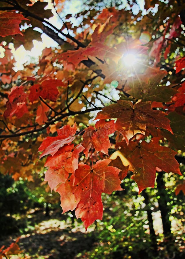 Sun Shining through Red Maple Leaves in Fall. Stock Image - Image of ...