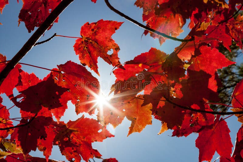 Bright Sun Shining through Red Fall Foliage Stock Image - Image of ...