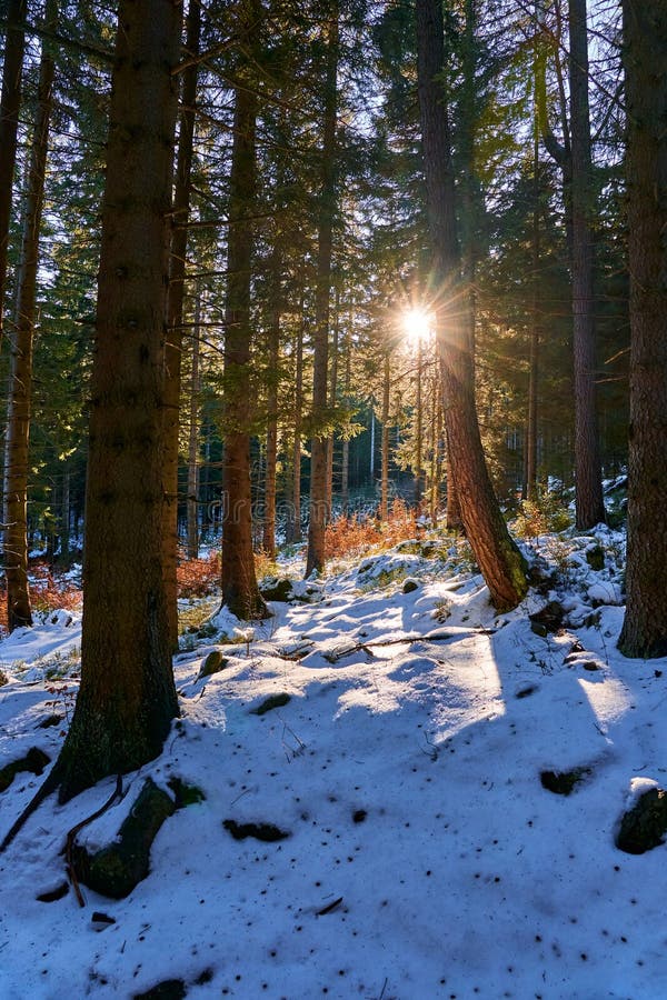 Bright Sun Shining in Snowy Mountain Forest, Spring is Coming. Vertical ...