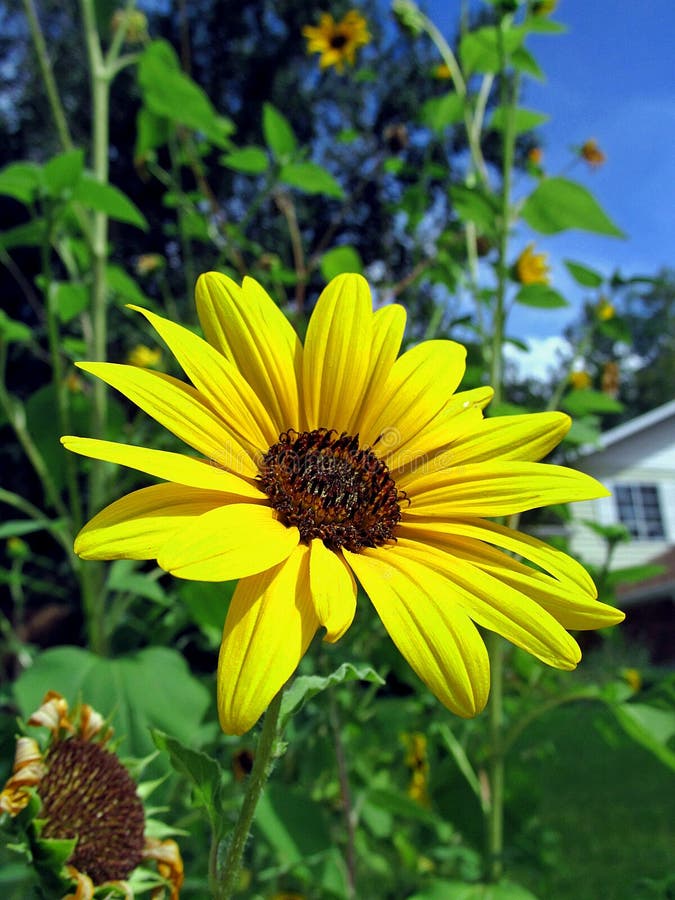 Bright Sunflower stock photo. Image of sunshine, sunflower - 42313172