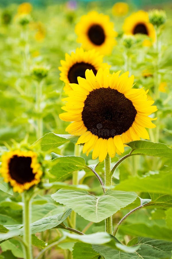 Bright Sunflowers Blooming on the Meadow Farm in Fall Stock Photo ...