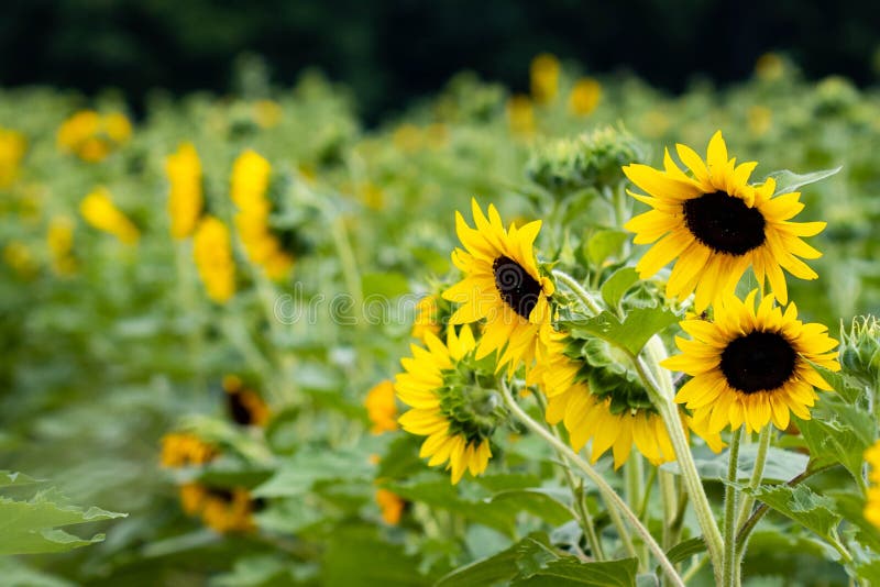 Bright Sunflowers Blooming on the Meadow Farm in Fall Stock Photo ...