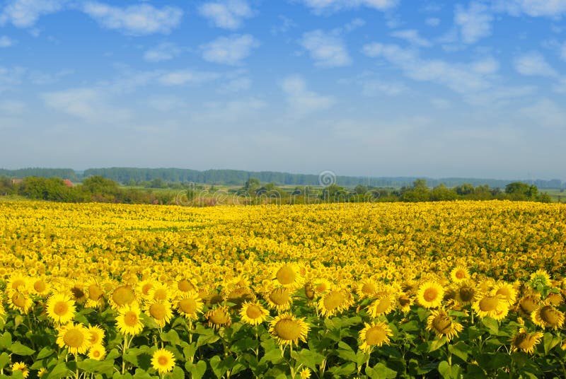 Bright sunflowers field stock photo. Image of agriculture - 15252022