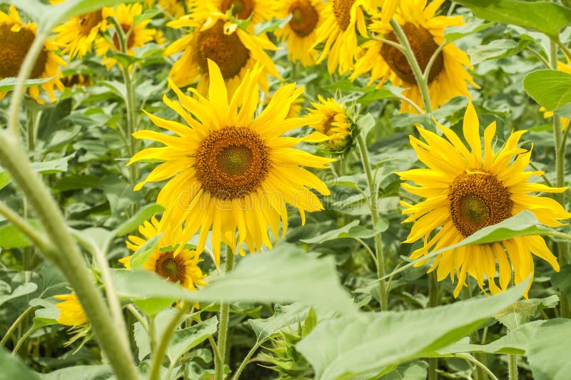 Bright Sunflowers among Leaves Stock Image - Image of beautiful, flora ...