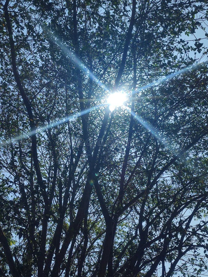 The Bright Sunlight Behind the Beautiful Shady Tree Leaves Stock Photo ...