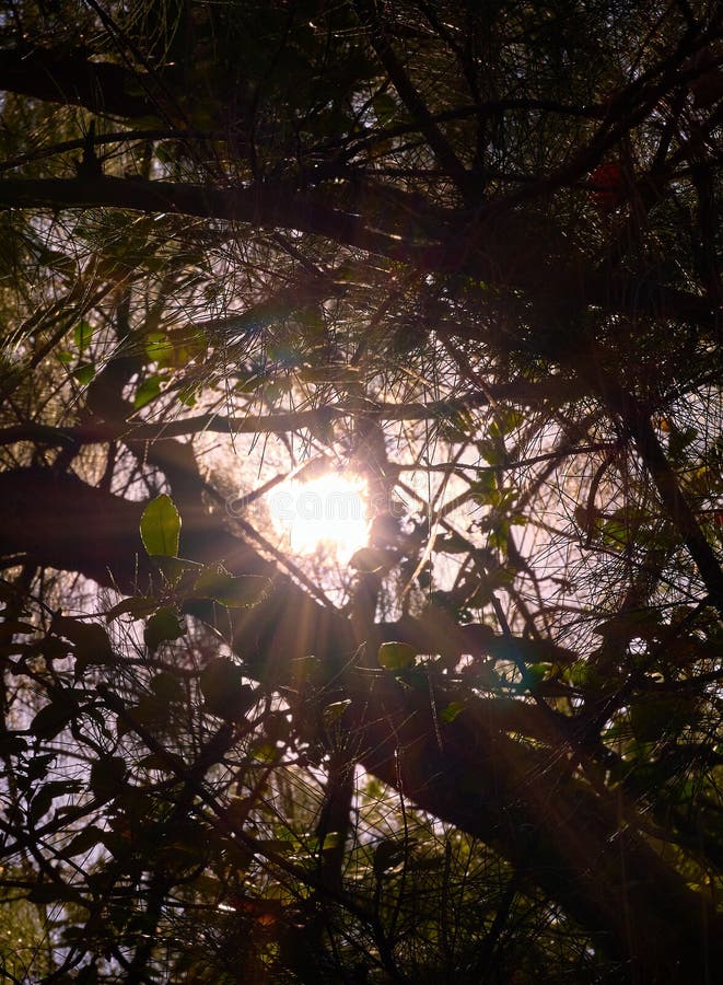 Bright Sunlight Breaking through Tree Branches Stock Image - Image of ...