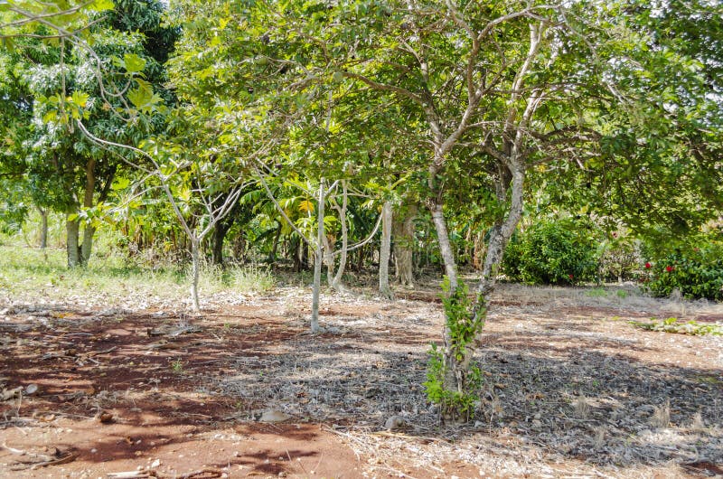 Fruit Orchard stock photo. Image of gungu, outdoor, shadows - 278472044