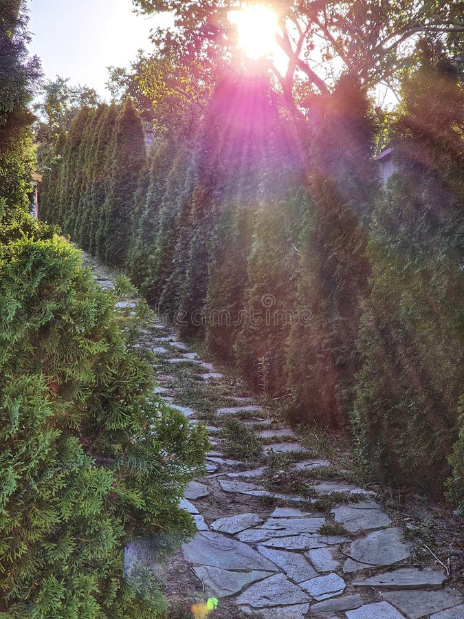 Bright Sunlight Creates a Spectacular Shine on the Stone Path Up ...