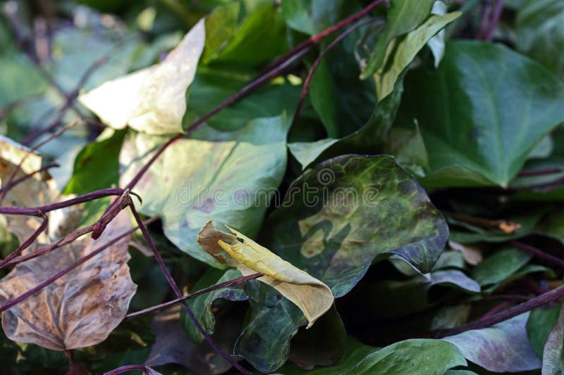 BRIGHT SUNLIGHT FALLING on CUT IVY LEAVES Stock Photo - Image of ...