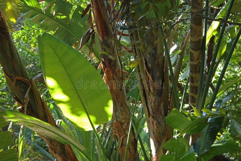 SUNLIGHT on LARGE TROPICAL LEAF Stock Photo - Image of bright, large ...
