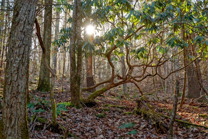 Sun setting in the forest stock photo. Image of glare - 269337870