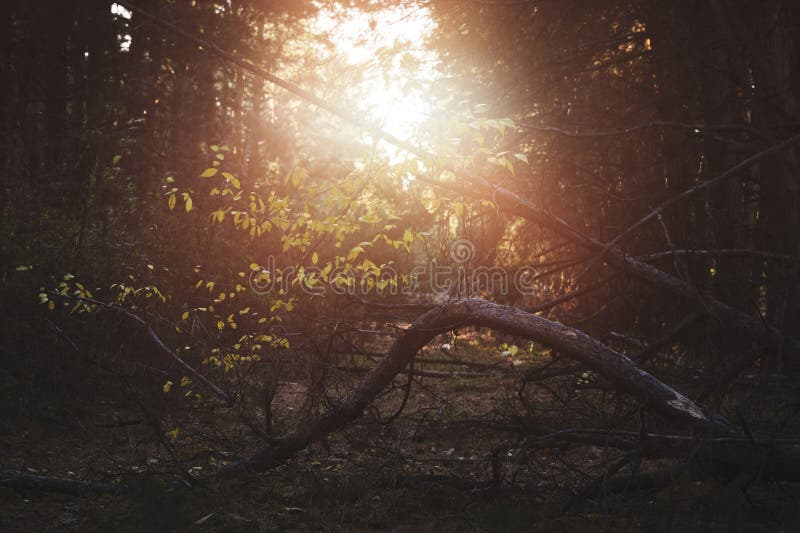 Forest landscape at sunset stock photo. Image of bright - 277812652