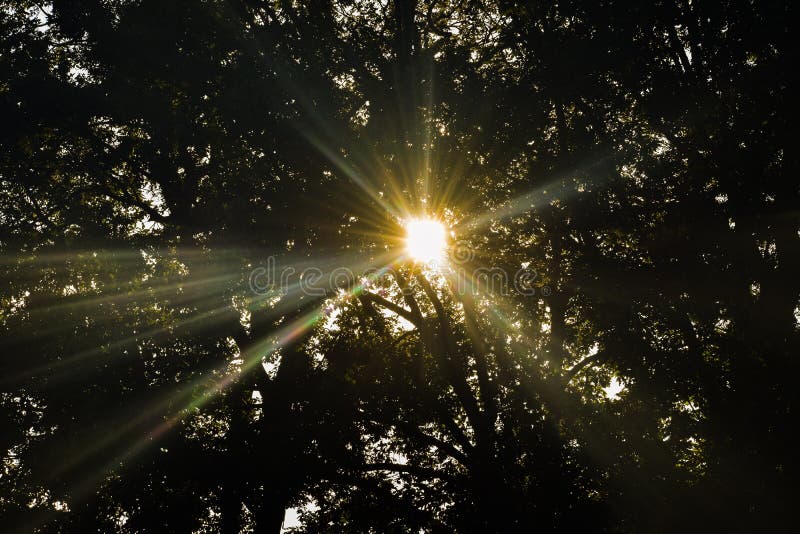 Bright Sunlight Shining through the Dark Forest Trees Stock Image ...