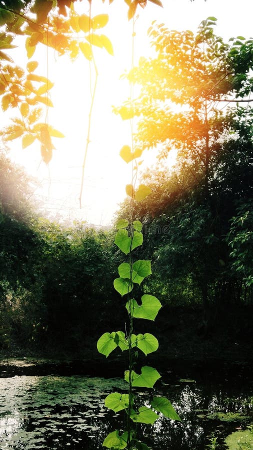 Reflection of Green Nature in Clean Water Waves. Stock Photo - Image of ...