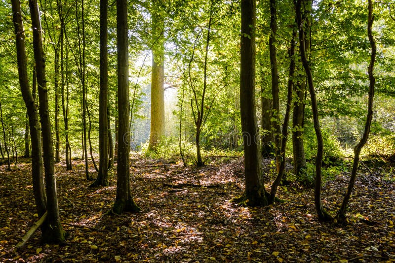 A Bright Sunny Backlight is Illuminating the Trunk of an Oak Tree in a ...