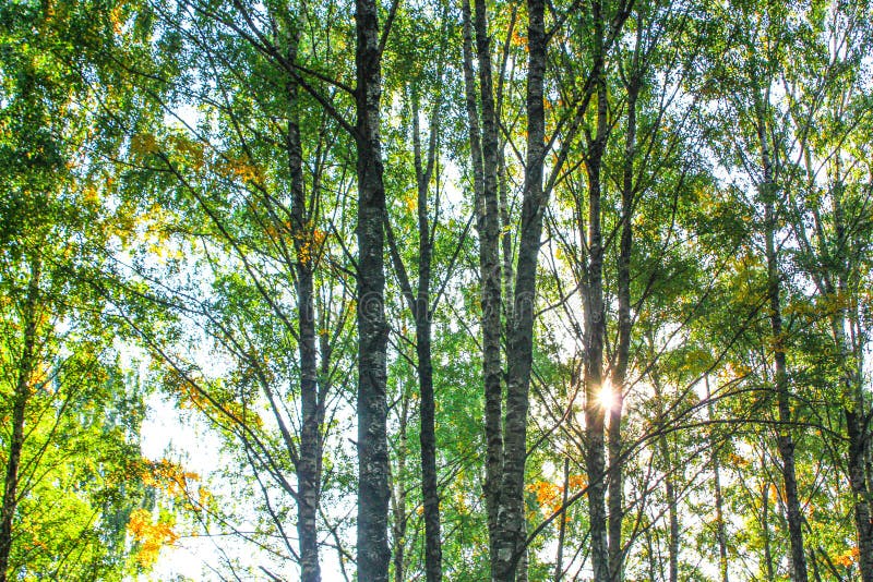 A Bright, Sunny Day in a Beautiful Birch Grove. the Bright Sun Shines ...