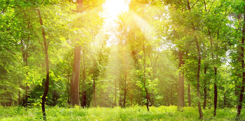 Bright Sunny Day in Park. the Sunrays Illuminate Green Grass and Trees ...